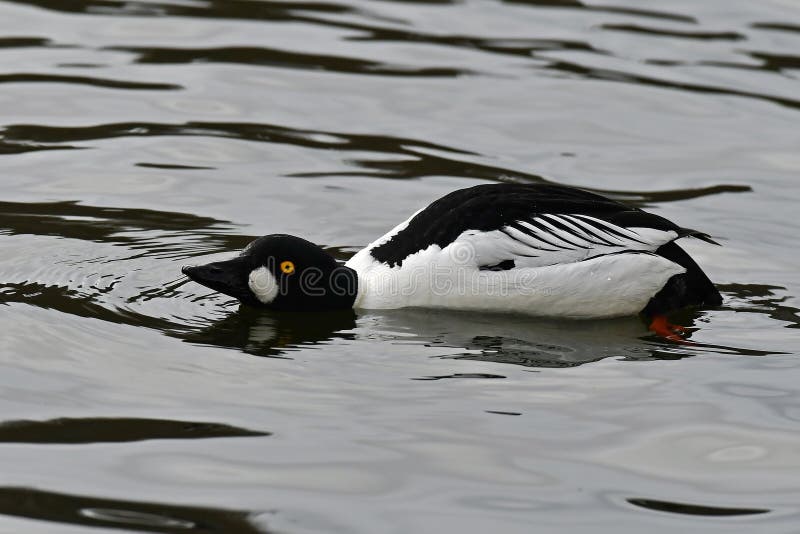 Bucephala Clangula, Common Goldeneye Male Stock Photo - Image of ... Bucephala Clangula, Common Goldeneye Male Stock Photo - Image of ...