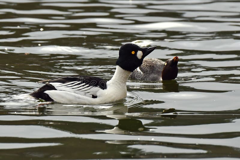 Bucephala Clangula, Common Goldeneye Flirts in Spring Stock Image ... Bucephala Clangula, Common Goldeneye Flirts in Spring Stock Image ...