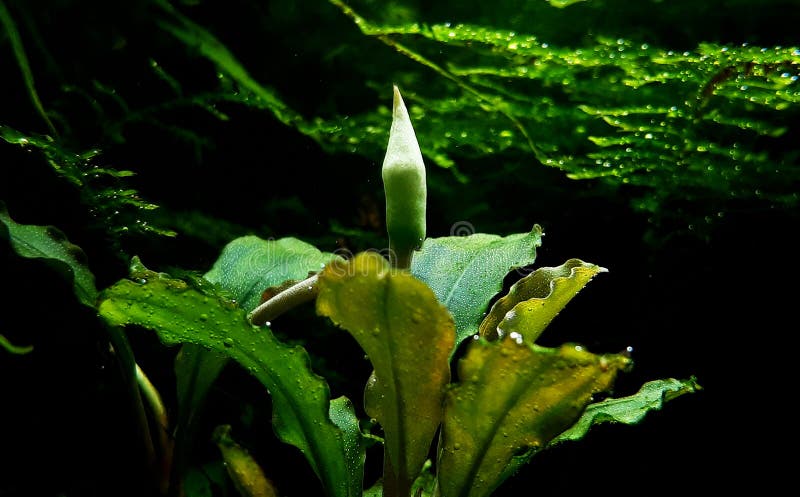 Bucephalandra pearling stock image. Image of aquarium - 234184113