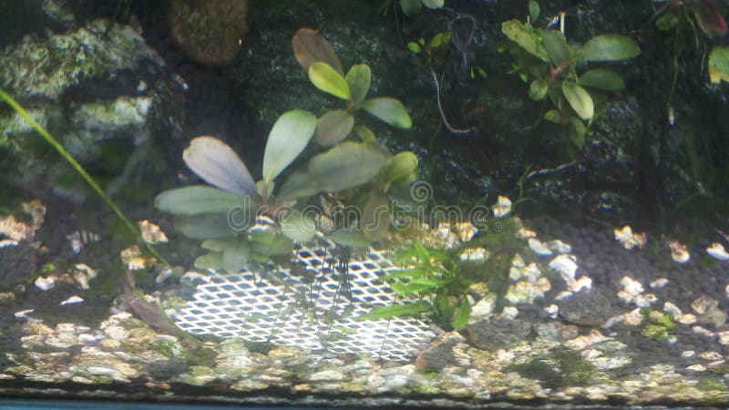 Bucephandra Aquarium Fish in Planted Fish Tank Stock Photo - Image of ...