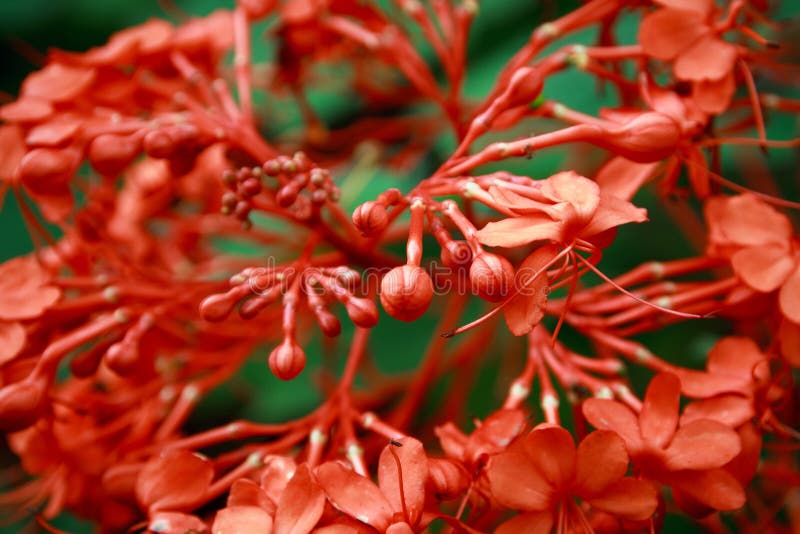 Buchananii de Clerodendrum foto de archivo. Imagen de hermoso - 22882326