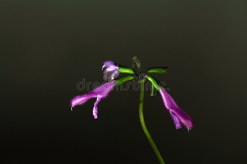 Buchanans Sage (Salvia Buchananii) Stock Photo - Image of herb, colored ...