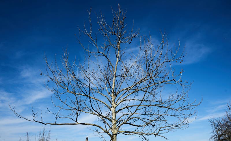 Plane tree fruits editorial photography. Image of garden - 272811177