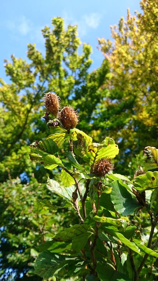 Buchecker und Blätter stockbild. Bild von blatt, fallen - 28623045