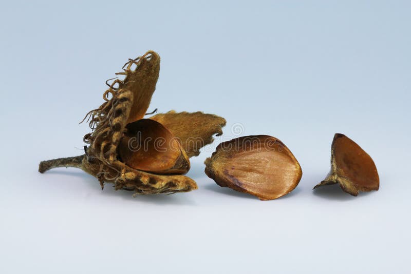 Buchecker stockbild. Bild von buchecker - 1306565