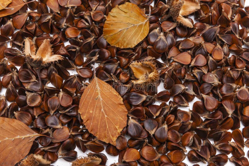 319 Buchecker Fotos - Kostenlose und Royalty-Free Stock-Fotos von ...