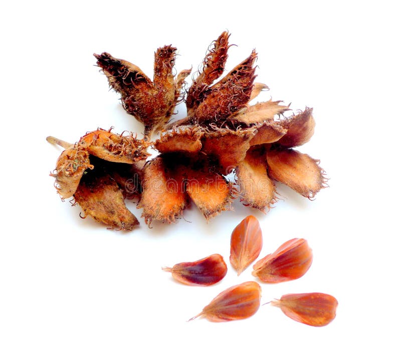 Bucheckern stockbild. Bild von europäisch, frucht, herbst - 35003025