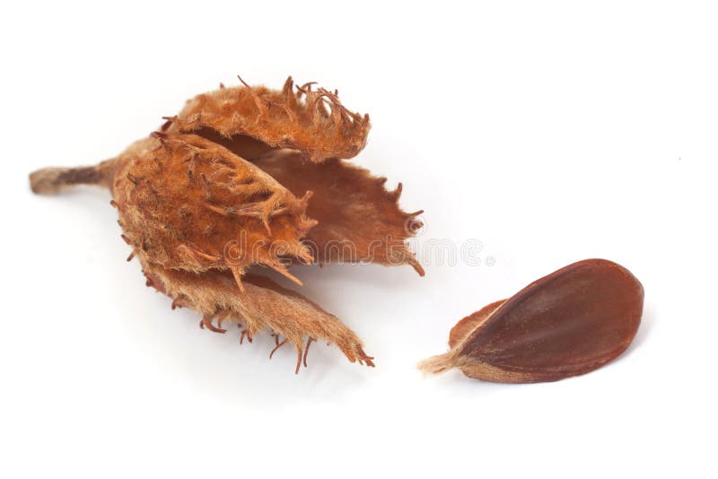 Bucheckern stockbild. Bild von europäisch, frucht, herbst - 35003025