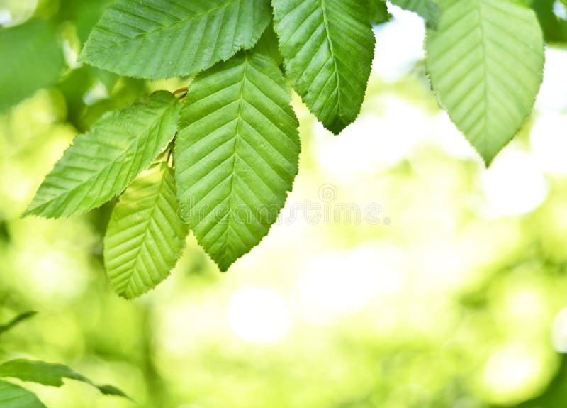 Buchenbaum Mit Selektivem Fokus Stockfoto - Bild von herbst, leuchte ...