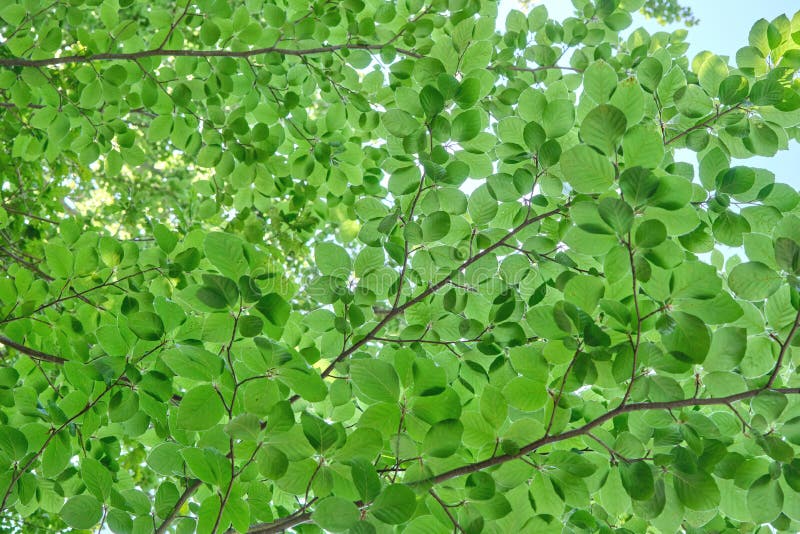 Buchenwald stockfoto. Bild von fotosynthese, zweige - 227737536