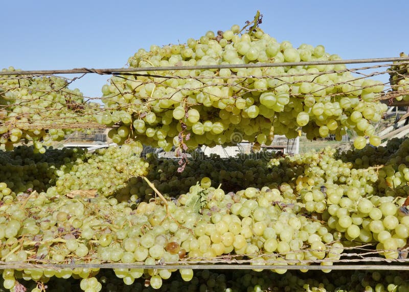 Buches Dell'uva Di Muscat Di Sun. Immagine Stock - Immagine di sole ...