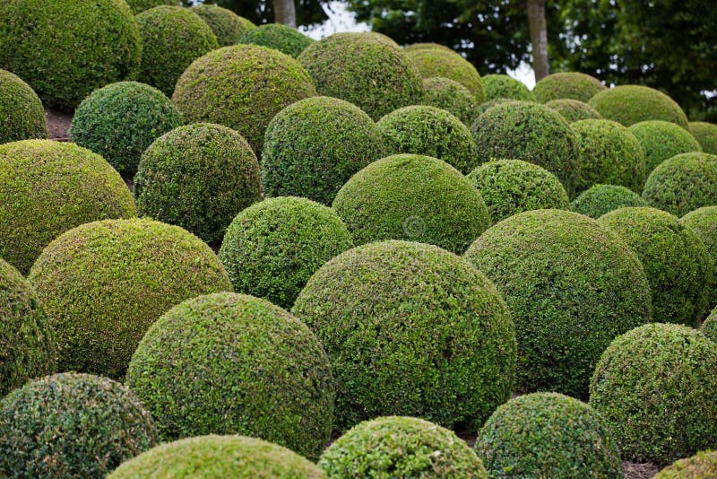 Buchsbaum stockbild. Bild von merkmal, dekoration, wachsen - 32464063