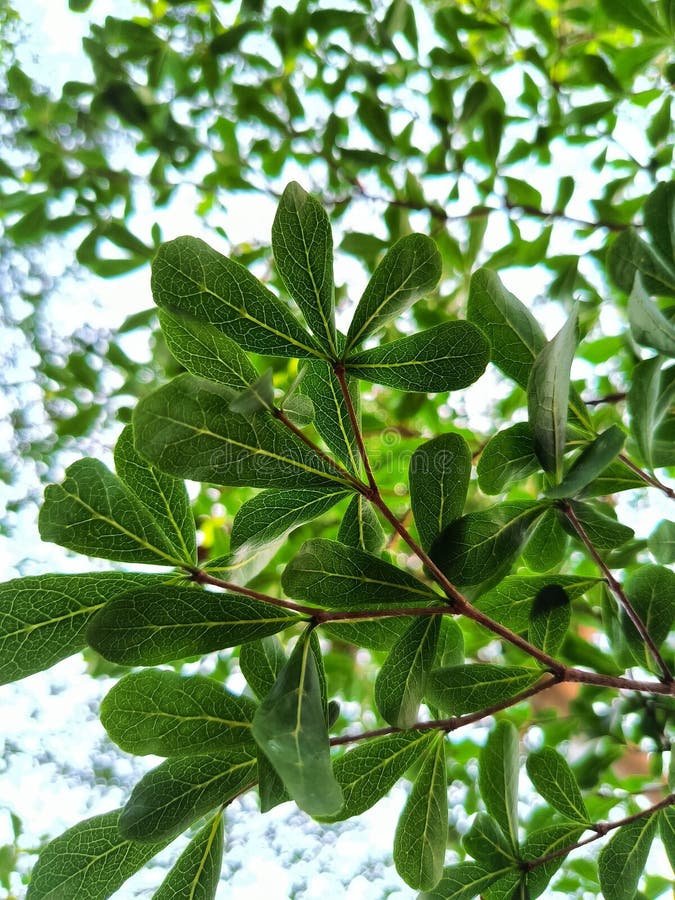 A Bucida Buceras of Tree in the Garden Stock Image - Image of bucida ...