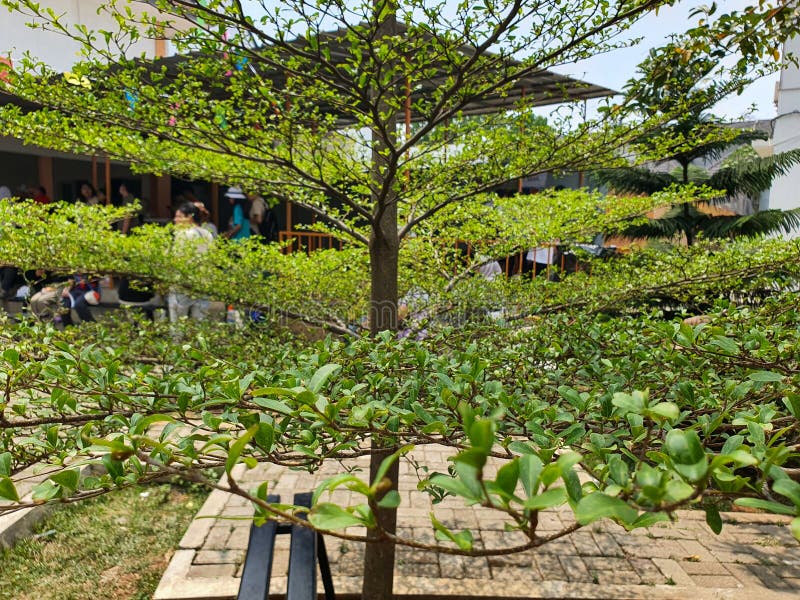 Bucida Molineti (ketapang Kencana) Also Called Geometry Tree Stock ...