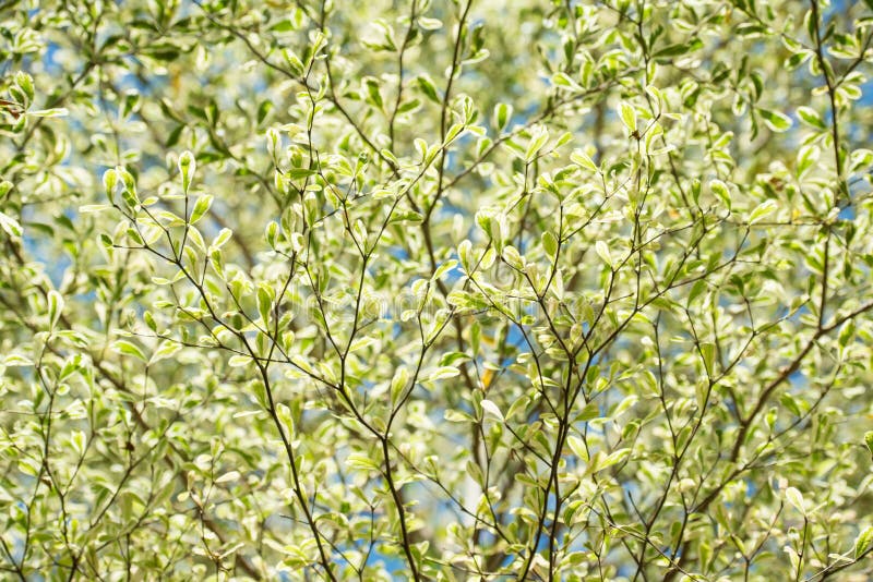 Bucida tree stock photo. Image of color, outdoor, branch - 28739138