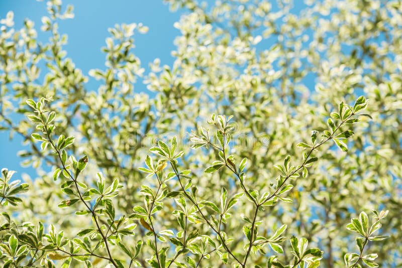 Bucida tree stock photo. Image of closeup, background - 28739116