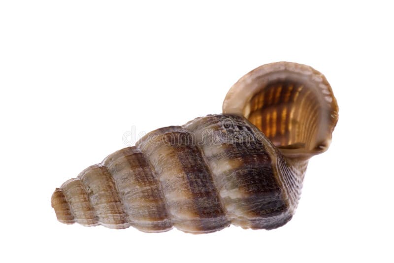 Bucino vivo imagen de archivo. Imagen de abdominales, concha - 5663749