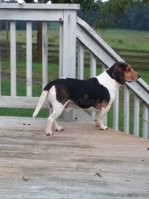 Buck stock photo. Image of hound, buck, beagle, hunting - 129550968