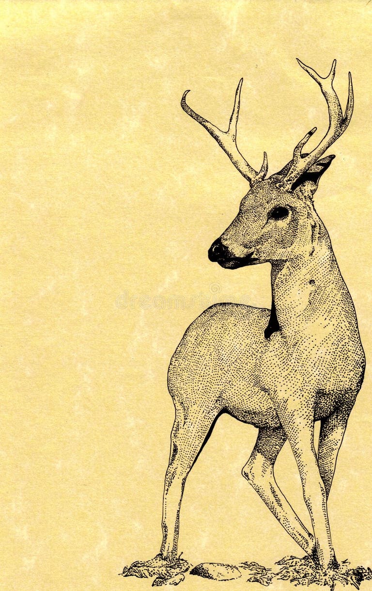 Buck Ink Drawing Stock Illustrations – 255 Buck Ink Drawing Stock ...