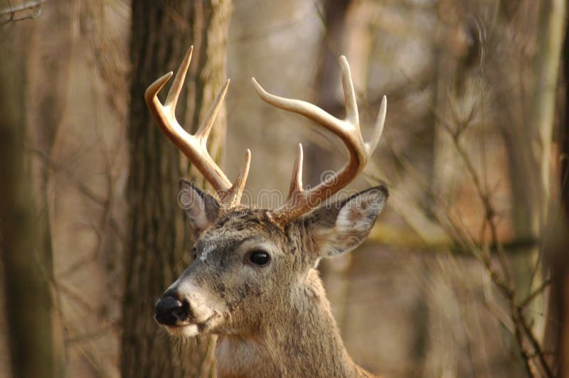 Whitetail Deer Buck Profile Stock Image - Image of rack, park: 523957