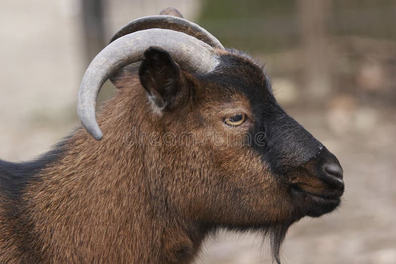 Buck stock image. Image of beautiful, autumn, brown, face - 2065101