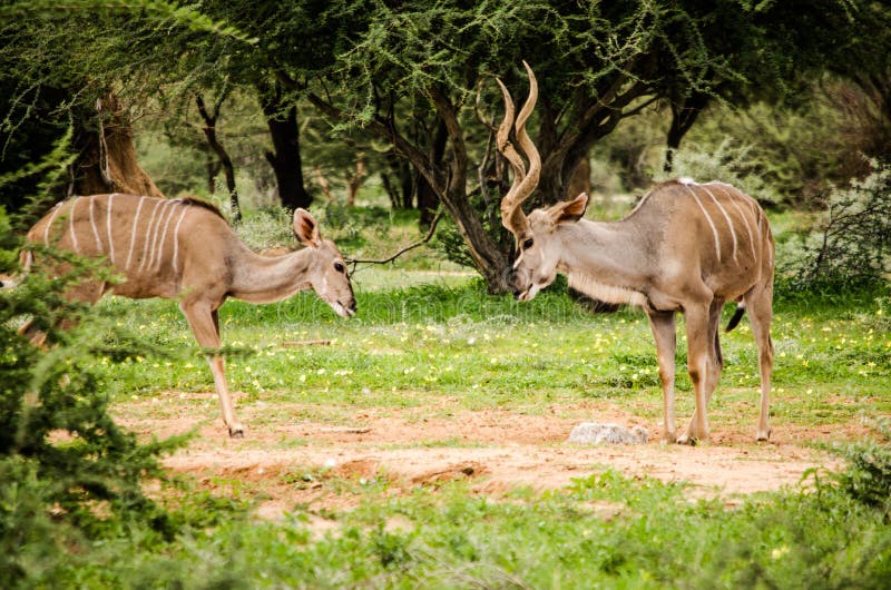 Buck stock photo. Image of grass, outdoors, african, namibian - 37635178