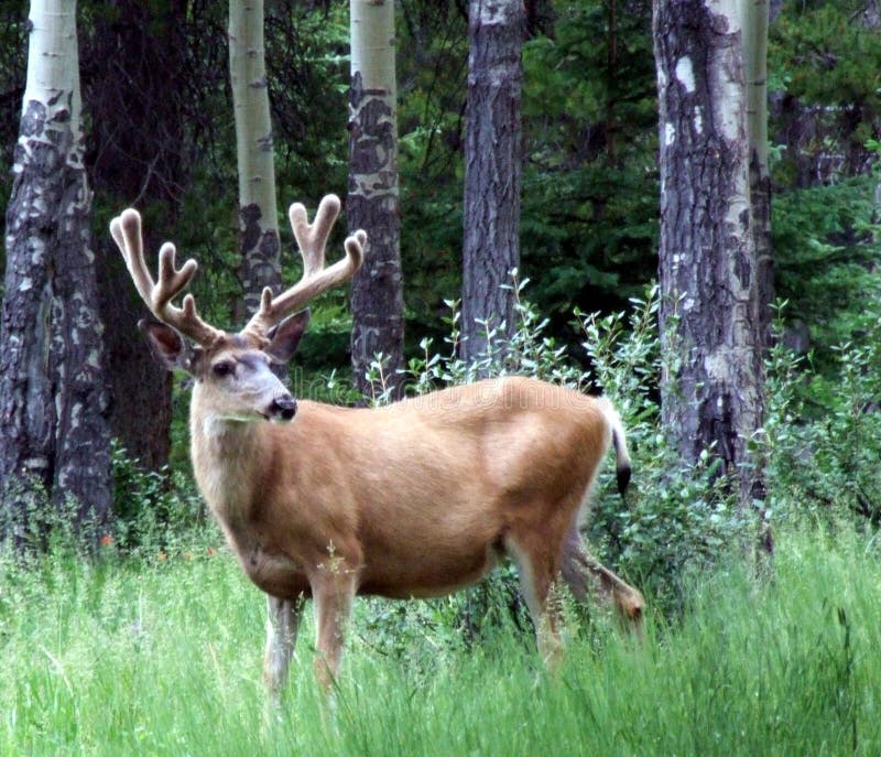 Buck Picture. Image: 5811268