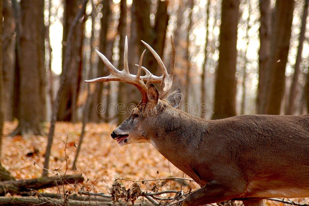 Buck 9 stock photo. Image of careful, portrait, mating - 3474650