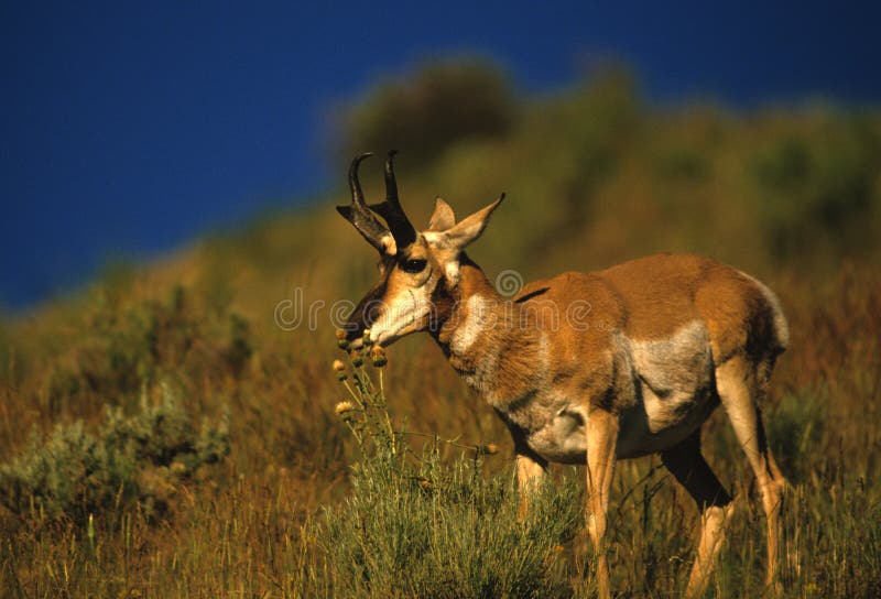 Buck Antelope on Prairie stock image. Image of pronghorn - 10579677