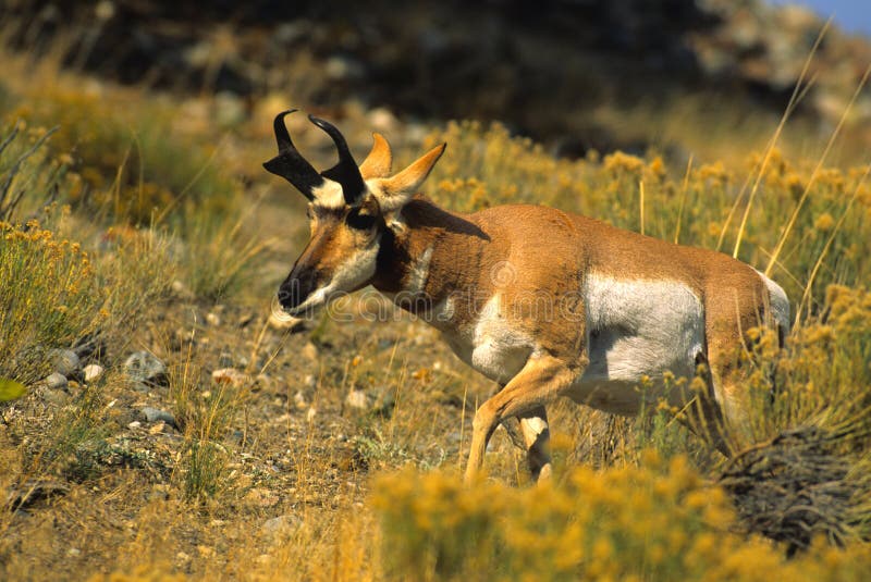 Buck Antelope on Prairie stock image. Image of nature - 13159827