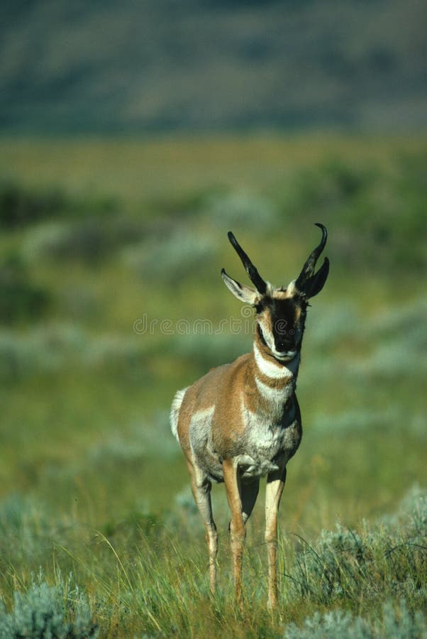Buck Antelope on Prairie stock image. Image of mountains - 13839595