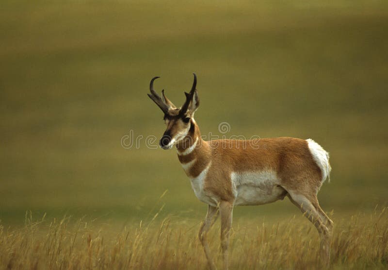 Buck Antelope on Prairie stock photo. Image of horn, antelope - 17657886