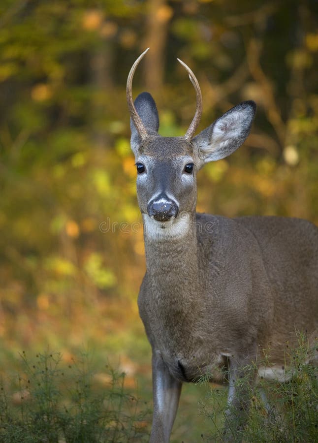 Buck in autumn stock photo. Image of autumn, wildlife - 7181636