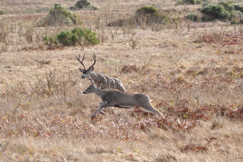 Buck chasing Doe stock photo. Image of deer, antlers - 291238114