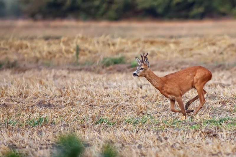 Buck deer on the run stock photo. Image of wild, forest - 37636332