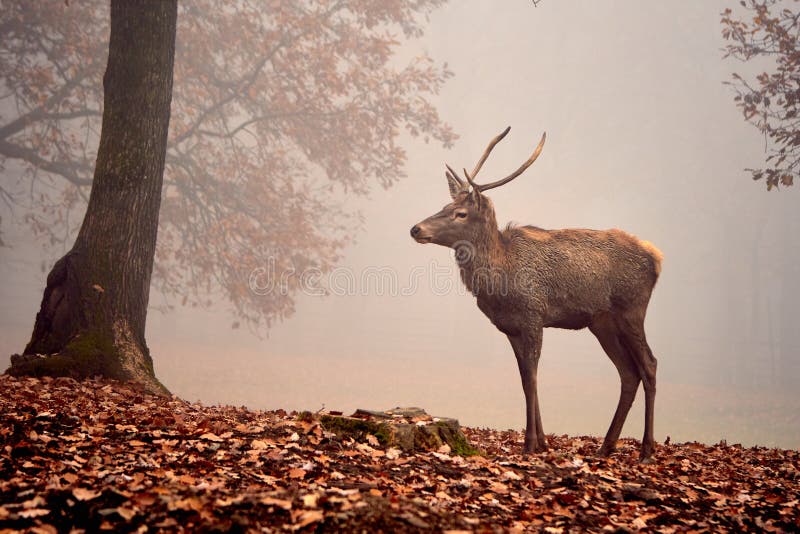 Buck deer stag stock photo. Image of fall, forest, elaphus - 66604454