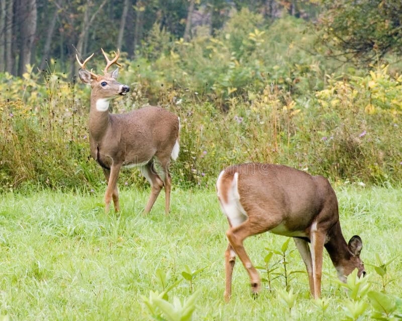 Buck & Doe stock photo. Image of buck, mammal, hunting - 6498480