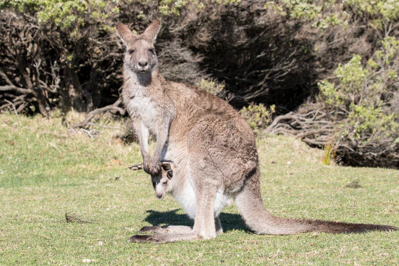 Eastern Grey Kangaroo stock image. Image of giganteus - 190395159