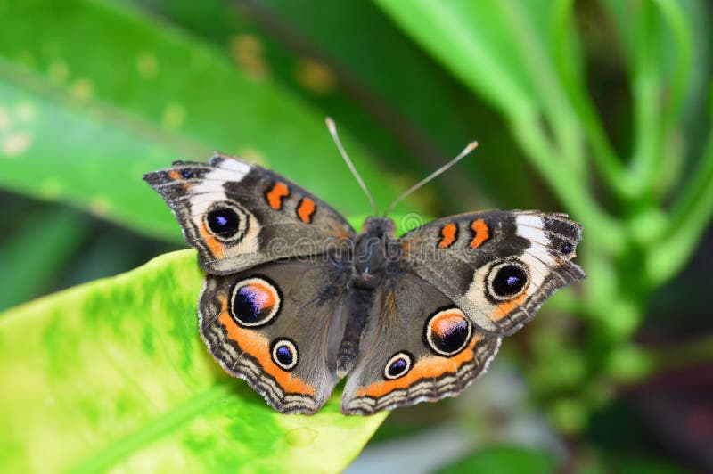 Buck Eye imagen de archivo. Imagen de cubo, brillante - 72916171