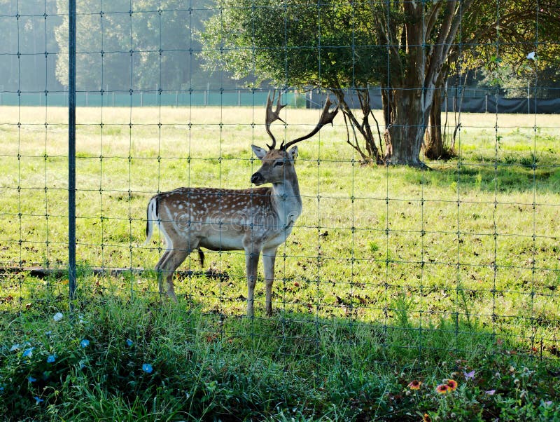 Buck Fallow Deer Near Fence Stock Image - Image of fallow, texas: 100480625