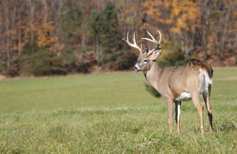 Buck in a Field during Fall Stock Image - Image of power, outdoor ...