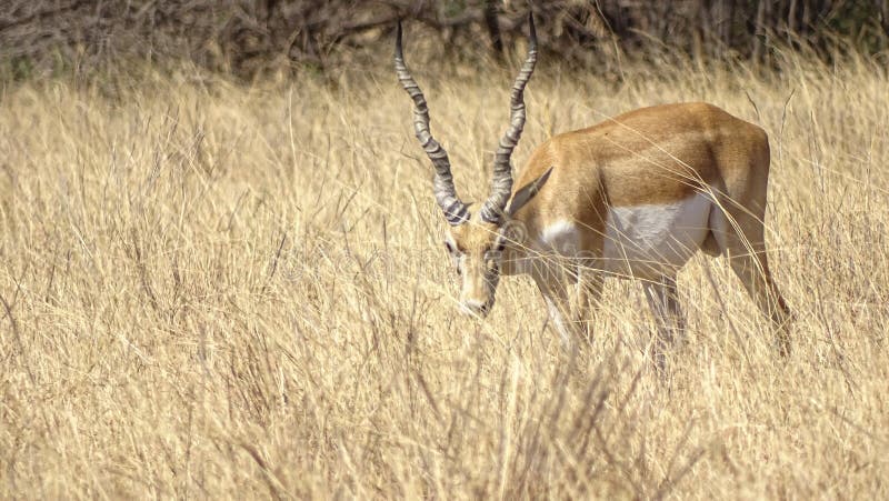 Buck in the Forest Eating Grass Stock Photo - Image of forest, eating ...