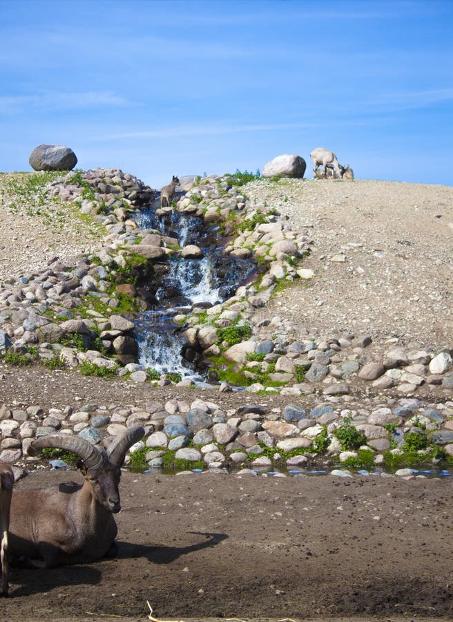 Buck at a hill stock image. Image of green, wildlife - 63527283