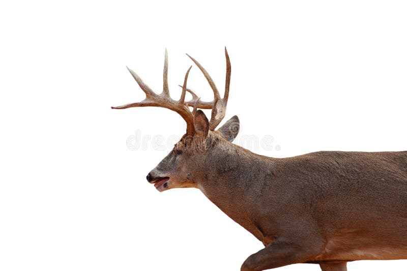 Whitetail Deer Buck Head from Above Stock Photo - Image of snout, still ...