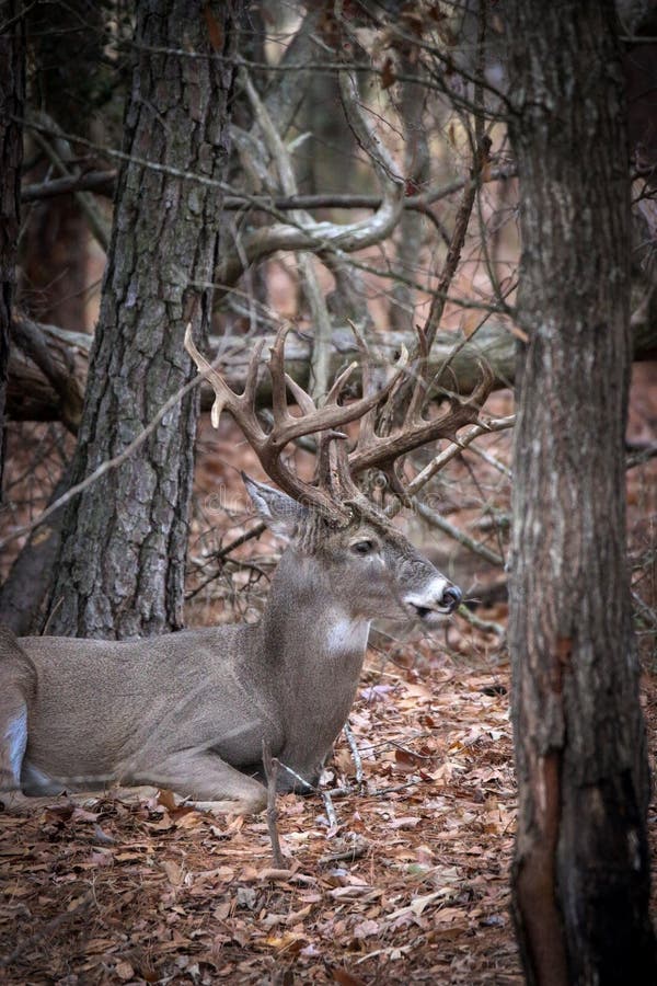 Buck hiding in trees stock image. Image of horns, large - 168119445