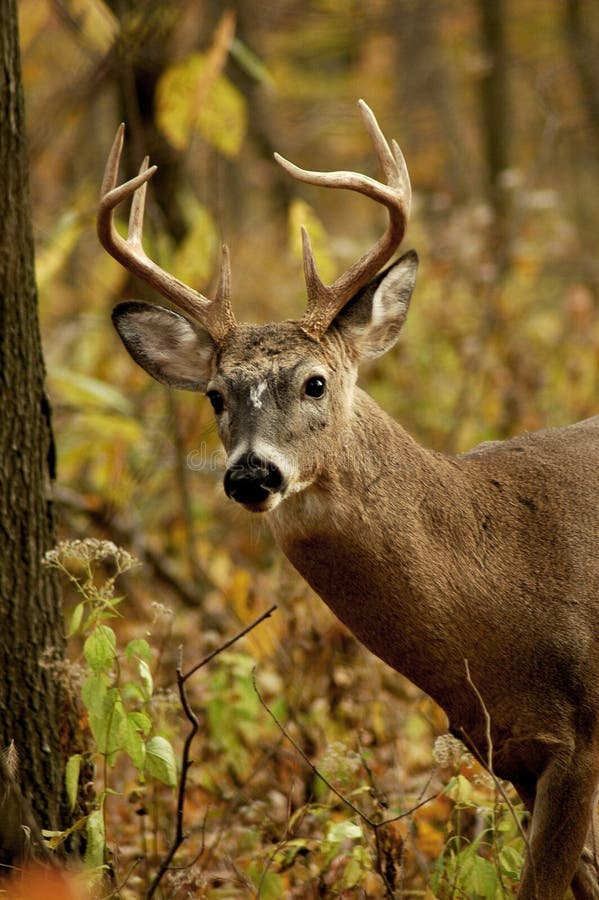 Whitetail buck portrait stock photo. Image of autumn, deer - 7328826