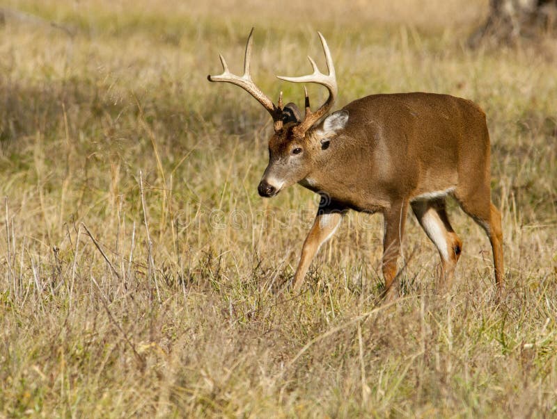 Whitetail Deer in Profile View Stock Photo - Image of mikael, hiding ...