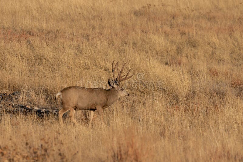 Buck Mule Deer in Fall stock image. Image of deer, wildlife - 170222015