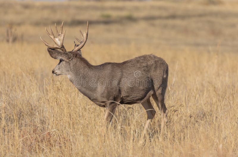 Buck Mule Deer in Fall stock photo. Image of stag, fall - 168302172