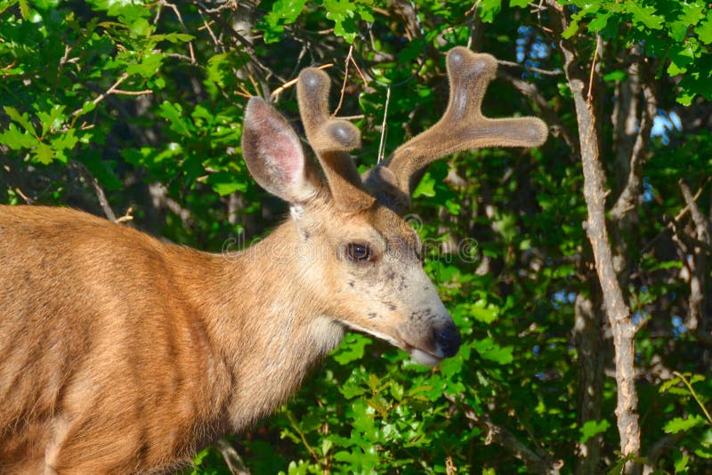 A Buck Mule Deer with New Antlers and Horns Stock Photo - Image of ears ...